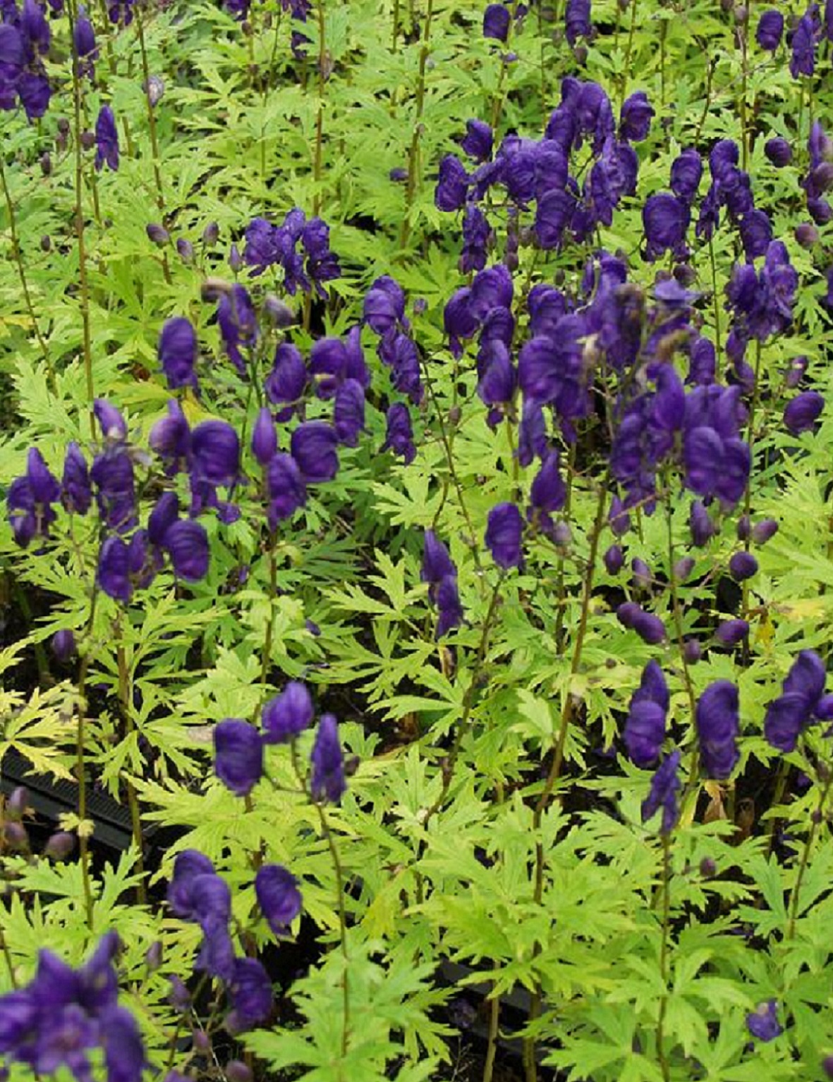 KIINANUKONHATTU Aconitum henryi 'Spark's Variety' - Puutarhakeskus ...