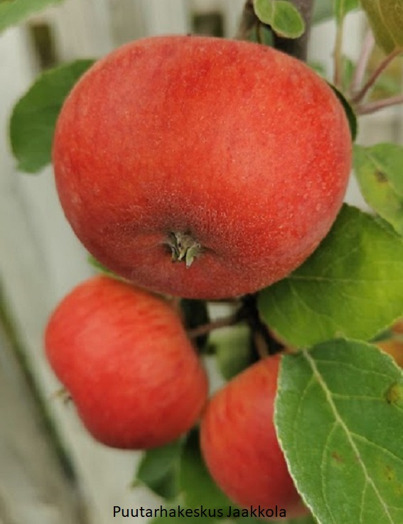 OMENAPUU PIRJA Malus domestica 'Pirja' - Puutarhakeskus Jaakkola ...