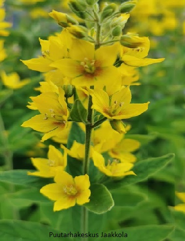 TARHA-ALPI Lysimachia punctata - Puutarhakeskus Jaakkola verkkokauppa