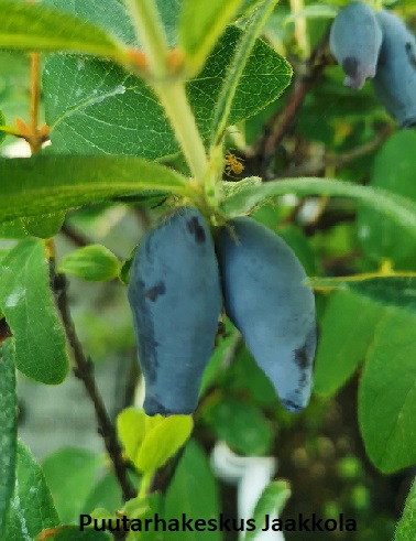 HUNAJAMARJA AURORA Lonicera caerulea var. kamtsch. 'Aurora ...