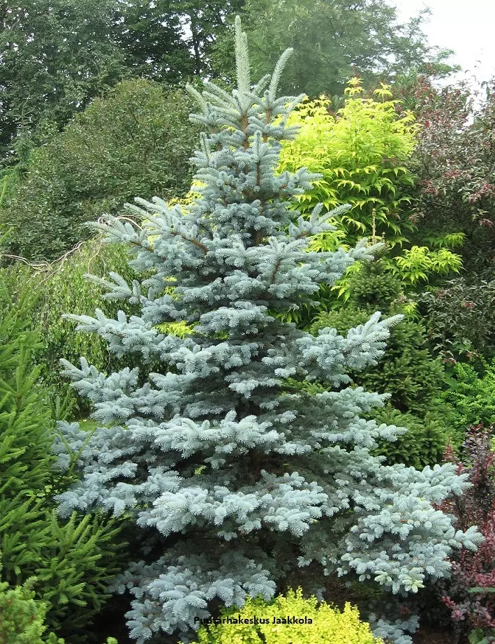 HOPEAKUUSI SUPER BLUE SEEDLING Picea pungens 'Super Blue Seedling ...