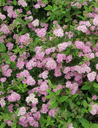 Angervot - Puutarhakasvit.fi verkkokauppa