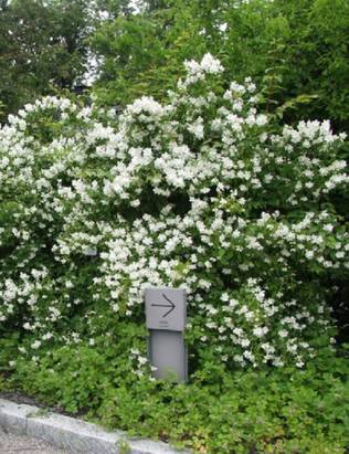 Jasmikkeet - Puutarhakasvit.fi verkkokauppa