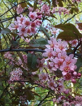 Lehtipuut - Puutarhakasvit.fi verkkokauppa