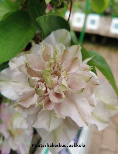 LOISTOKÄRHÖ INNOCENT BLUSH Clematis 'Innocent Blush' - Puutarhakeskus Jaakkola verkkokauppa