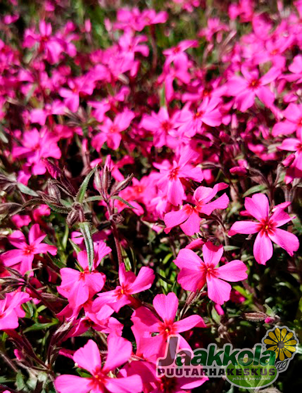 SAMMALLEIMU SCARLET FLAME Phlox subulata 'Scarlet Flame ...