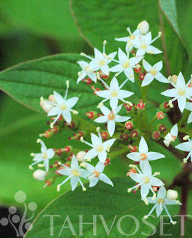 LÄNNENPENSASKANUKKA FIREDANCE Cornus sericea 'Bailadeline' Firedance ...