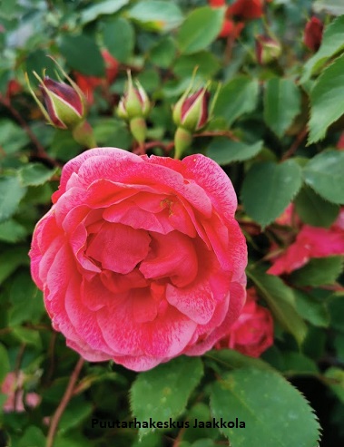 MORDEN RUBY RUUSU Rosa 'Morden Ruby' - Puutarhakeskus Jaakkola verkkokauppa