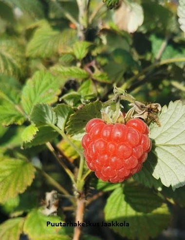 VADELMA STIORA Rubus idaeus 'Stiora' - Puutarhakeskus Jaakkola verkkokauppa
