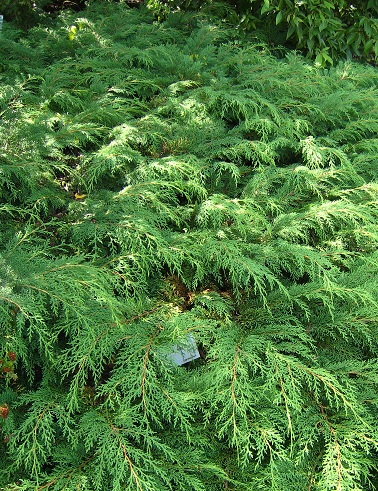 TUIVIO Microbiota decussata - Puutarhakeskus Jaakkola verkkokauppa