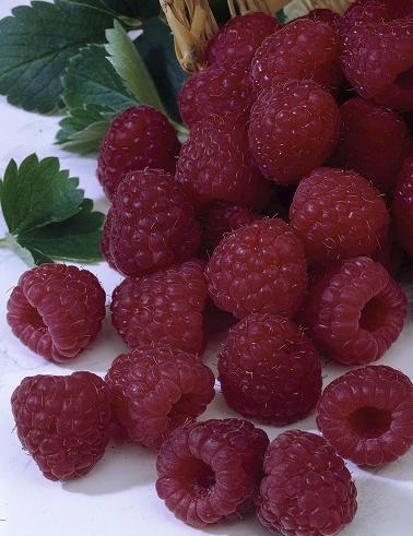 Vadelmapensaat - Puutarhakasvit.fi verkkokauppa