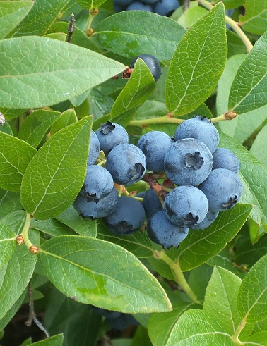 PENSASMUSTIKKA JORMA Vaccinium corymbosum 'Jorma' - Puutarhakeskus ...