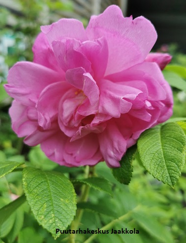 TARHAKURTTURUUSU PASSION ROKOKO Rosa Rugosa 'Passion Rokoko ...