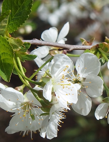 KIRSIKKAPUU LATVIAN MATALA Prunus x cerasus 'Latvian matala' - Puutarhakeskus Jaakkola verkkokauppa