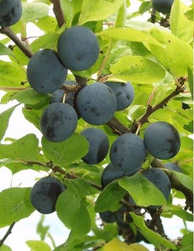 LUUMUPUU SINIKKA Prunus domestica 'Sinikka' - Puutarhakeskus Jaakkola ...