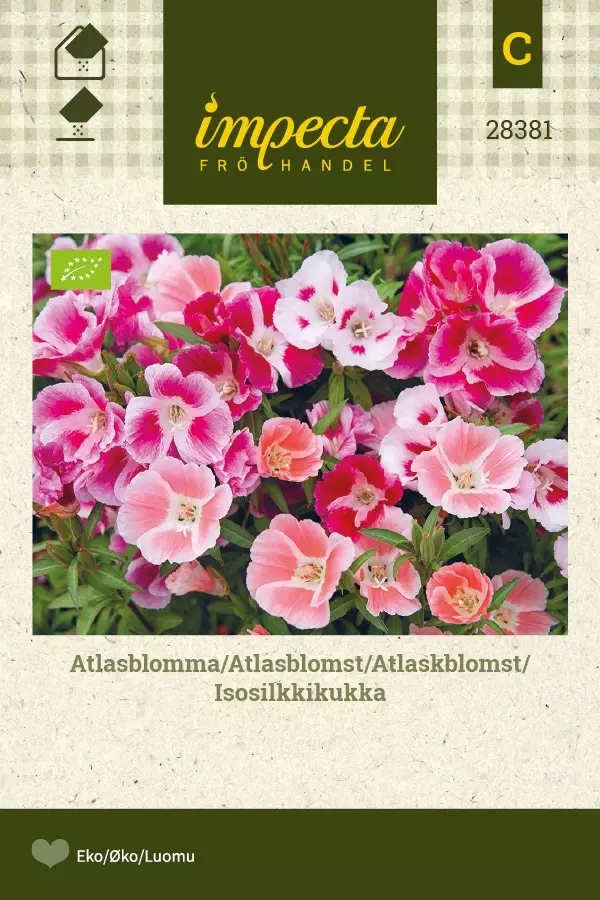 ISOSILKKIKUKKA Clarkia amoena - Puutarhakeskus Jaakkola verkkokauppa