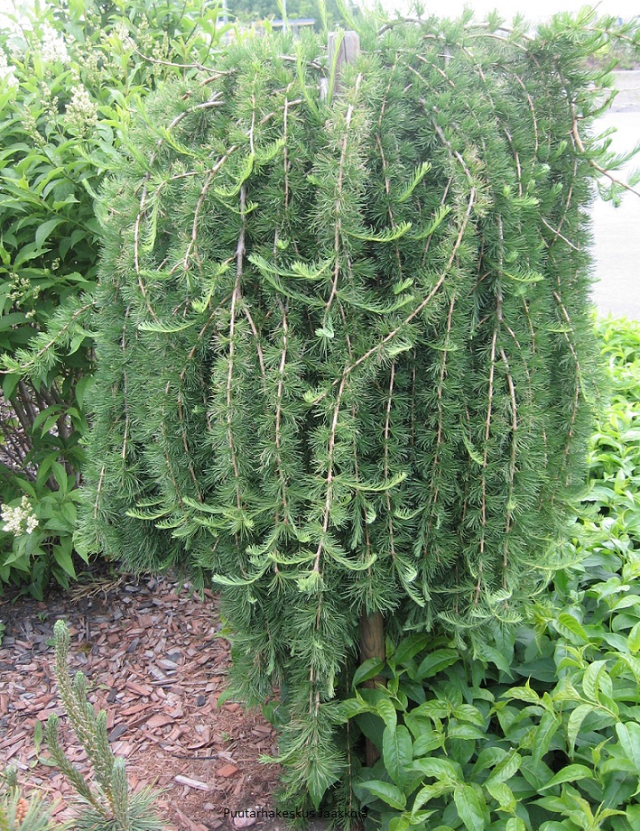 RIIPPALEHTIKUUSI STIFF WEEPER Larix kaempferi 'Stiff Weeper ...