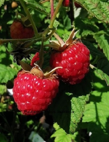 VADELMA OTTAWA Rubus idaeus 'Ottawa' - Puutarhakeskus Jaakkola verkkokauppa