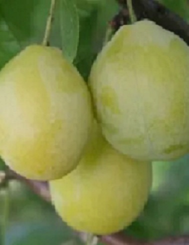 LUUMUPUU SIIVOSEN KELTALUUMU Prunus domestica 'Siivosen keltaluumu ...