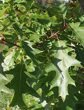 Lehtipuut - Puutarhakasvit.fi verkkokauppa