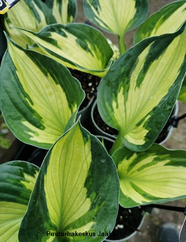 JALOKUUNLILJA COLORED HULK Hosta 'Colored Hulk' - Puutarhakeskus ...