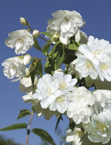 PIKKUJASMIKE SNOWBELLE Philadelphus x lemoinei 'Snowbelle ...