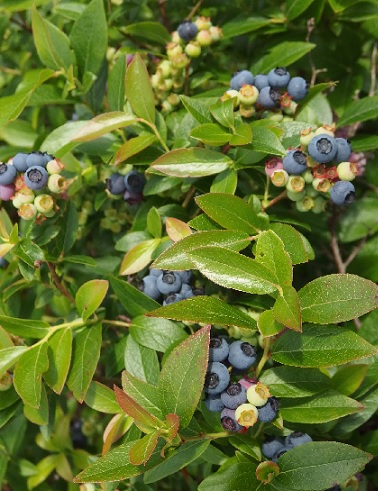PENSASMUSTIKKA AINO Vaccinium corymbosum 'Aino' - Puutarhakeskus ...