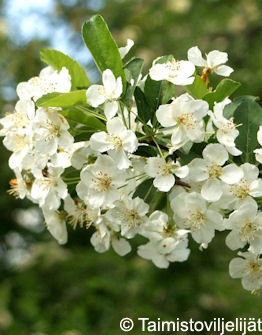 MARJAOMENAPENSAS Malus toringo var. sargentii - Puutarhakeskus Jaakkola ...