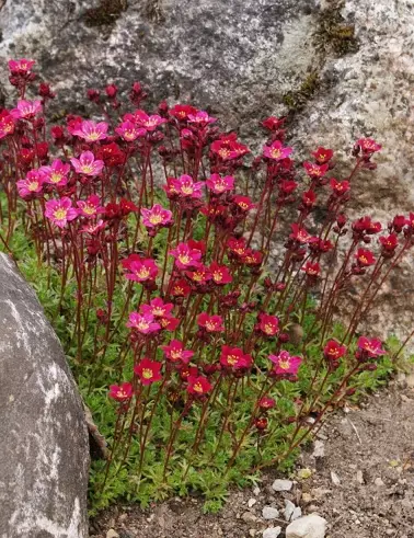 PATJARIKKO PIXIE PAN RED Saxifraga 'Pixie Pan Red' - Puutarhakeskus ...