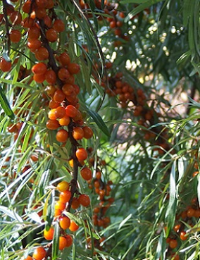 TYRNI EVA Hippophae rhamnoides 'Eva' - Puutarhakeskus Jaakkola verkkokauppa