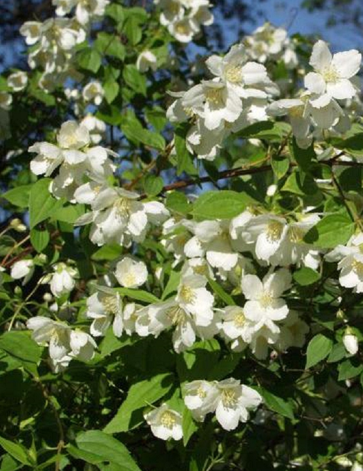 PIKKUJASMIKE Philadelphus x lemoinei - Puutarhakeskus Jaakkola verkkokauppa