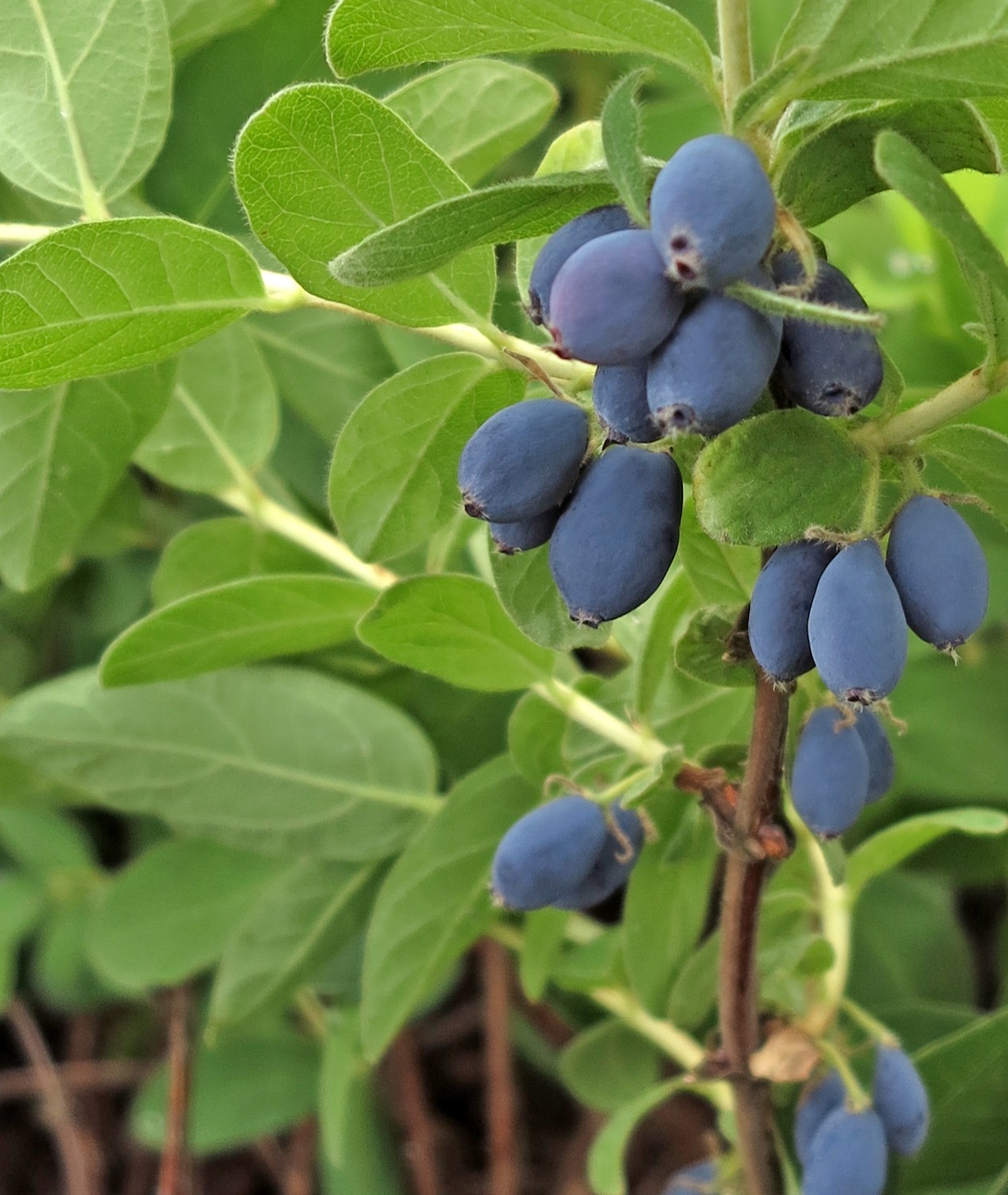 HUNAJAMARJA BLUE VELVET Lonicera caerulea v. kamt. 'Blue Velvet ...